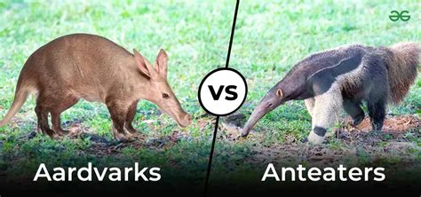 Anteater vs Aardvark Comparison - SKS Search