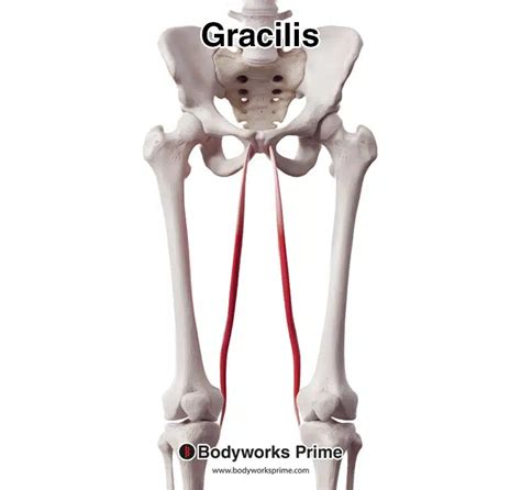 Gracilis Muscle Stretch - SKS Search