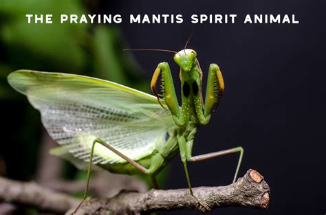 5 Mantis Symbolism Meanings - SKS Search