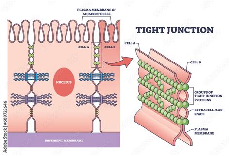 Cell Cell Junctions Explained - SKS Search